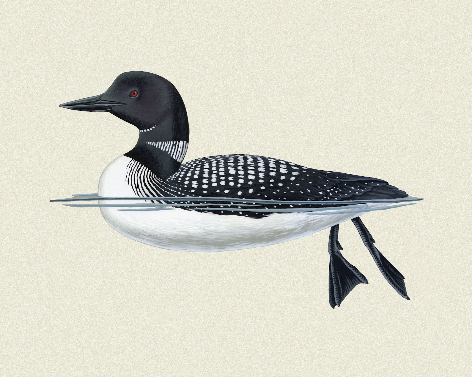 Box of 6 Greeting Cards: Common Loon - Etsy Canada