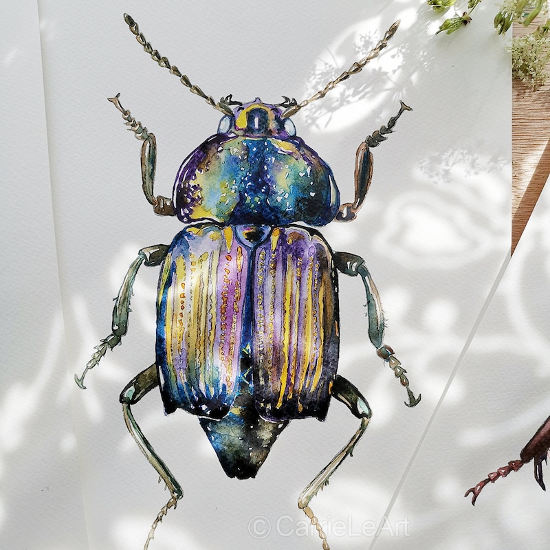 Watercolor Beetle - Etsy