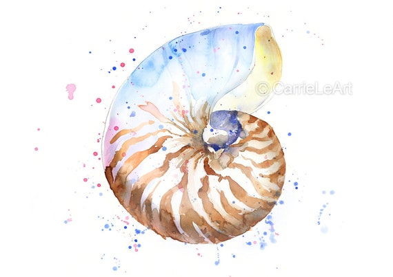 Nautilus Shell Drawings