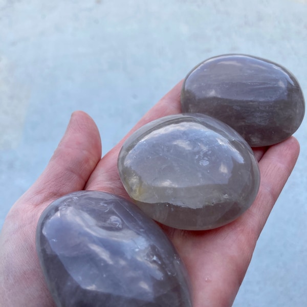 Madagascar Palm - Etsy