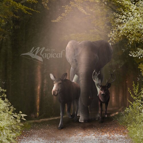 Magical Field Background / Digital Background for | Etsy