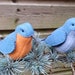 Bluebird Sewing Pattern - PDF Pattern for the Mountain Bluebird and the ...