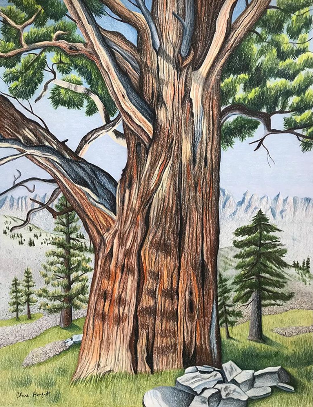 Ancient Juniper-original Drawing - Etsy