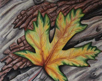 Original Art - Colored Pencil Drawing of a Maple Leaf. - Etsy
