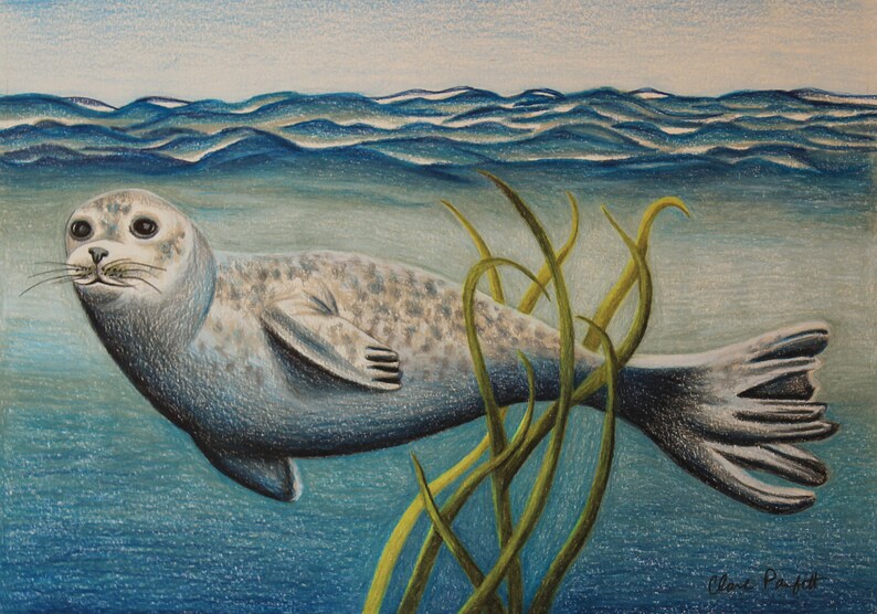 Harbor Seal-original Drawing - Etsy