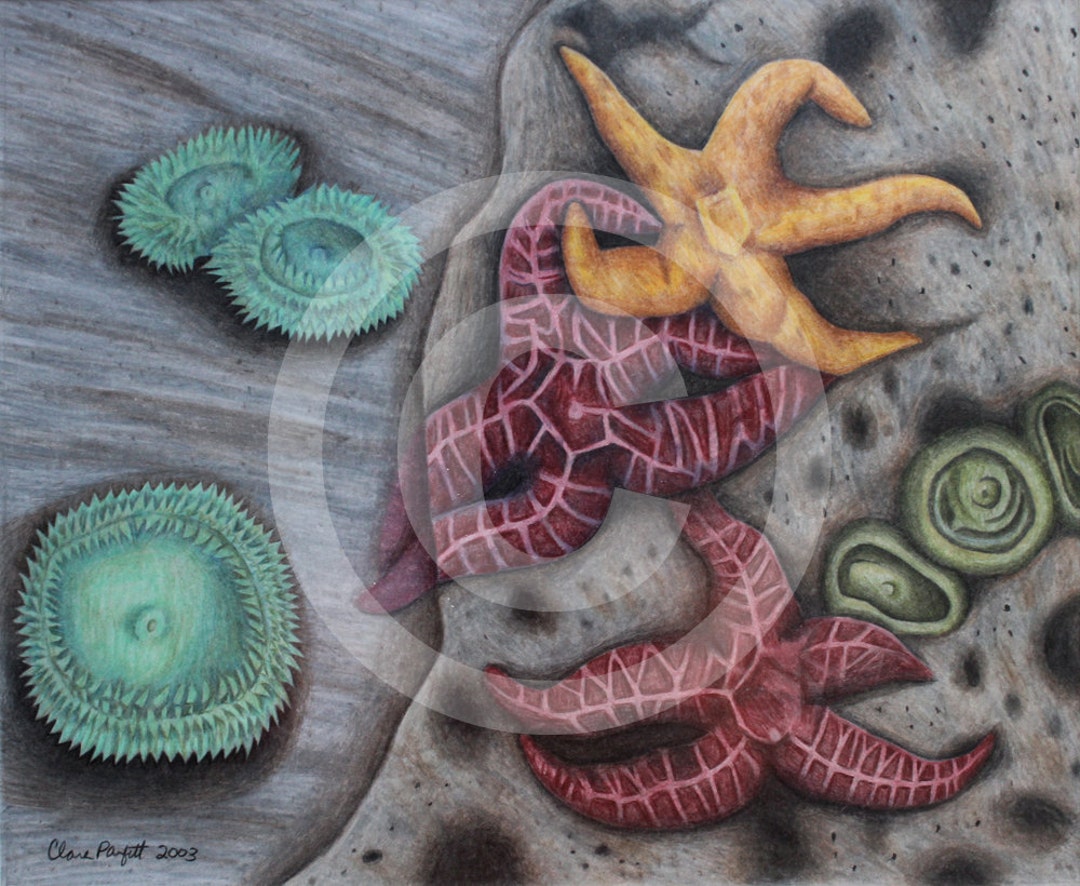Tidepool-original Drawing - Etsy