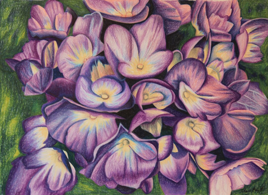 Hydrangeas-original Drawing - Etsy