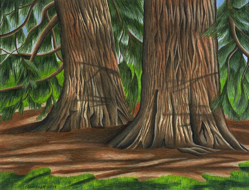 Giant Sequoias-original Drawing - Etsy