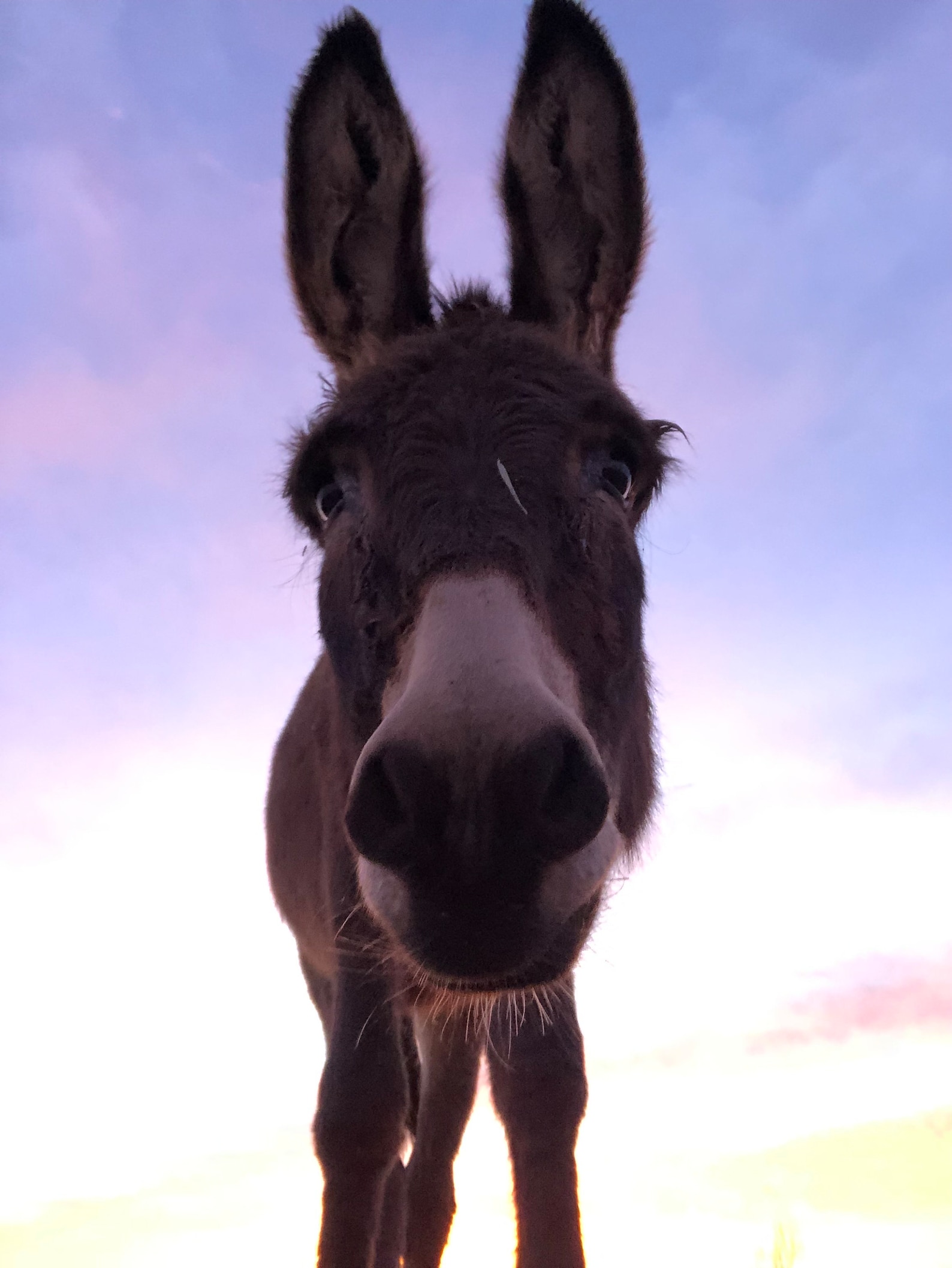 Kissable, Cute Donkey Nose Lined Notebook/journal From My Original ...