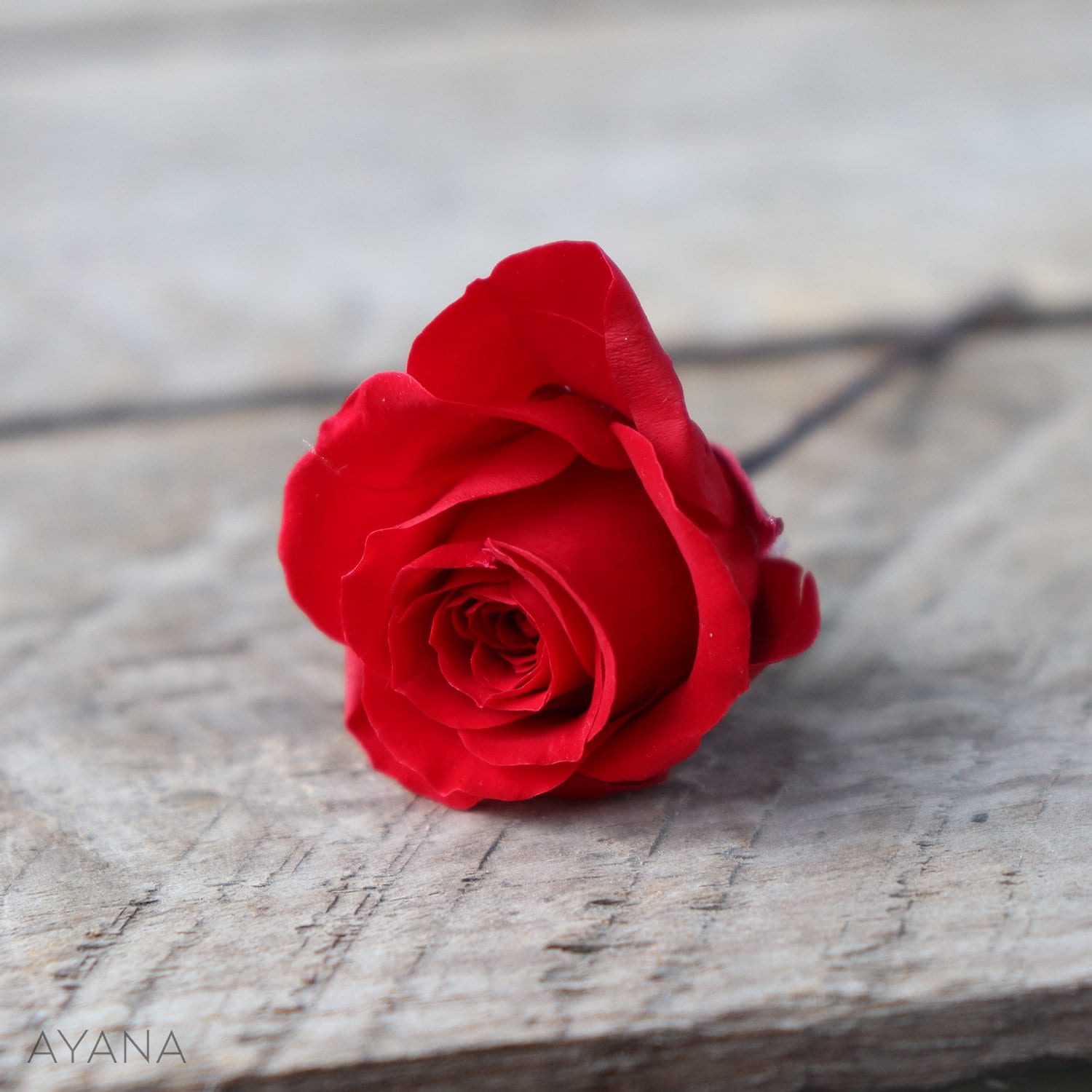 Mini Stabilized Rose on Peak Bridal Hairstyle Peak Natural - Etsy