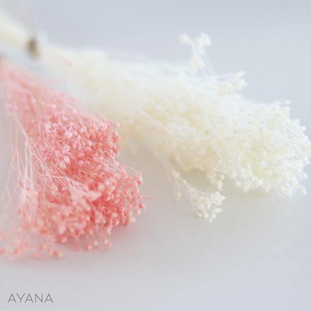 Bunch of Dried Natural Broom in Pink or White, Bunch of Dried Broom ...