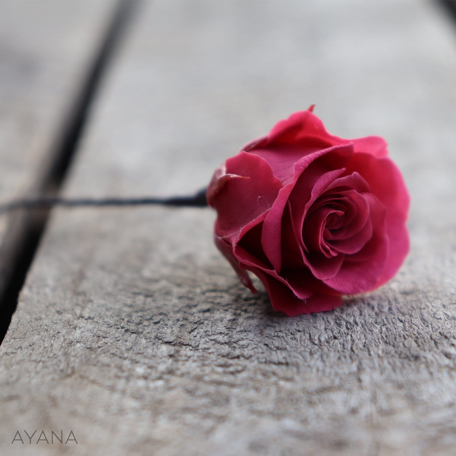 Mini Stabilized Rose on Peak Bridal Hairstyle Peak Natural - Etsy