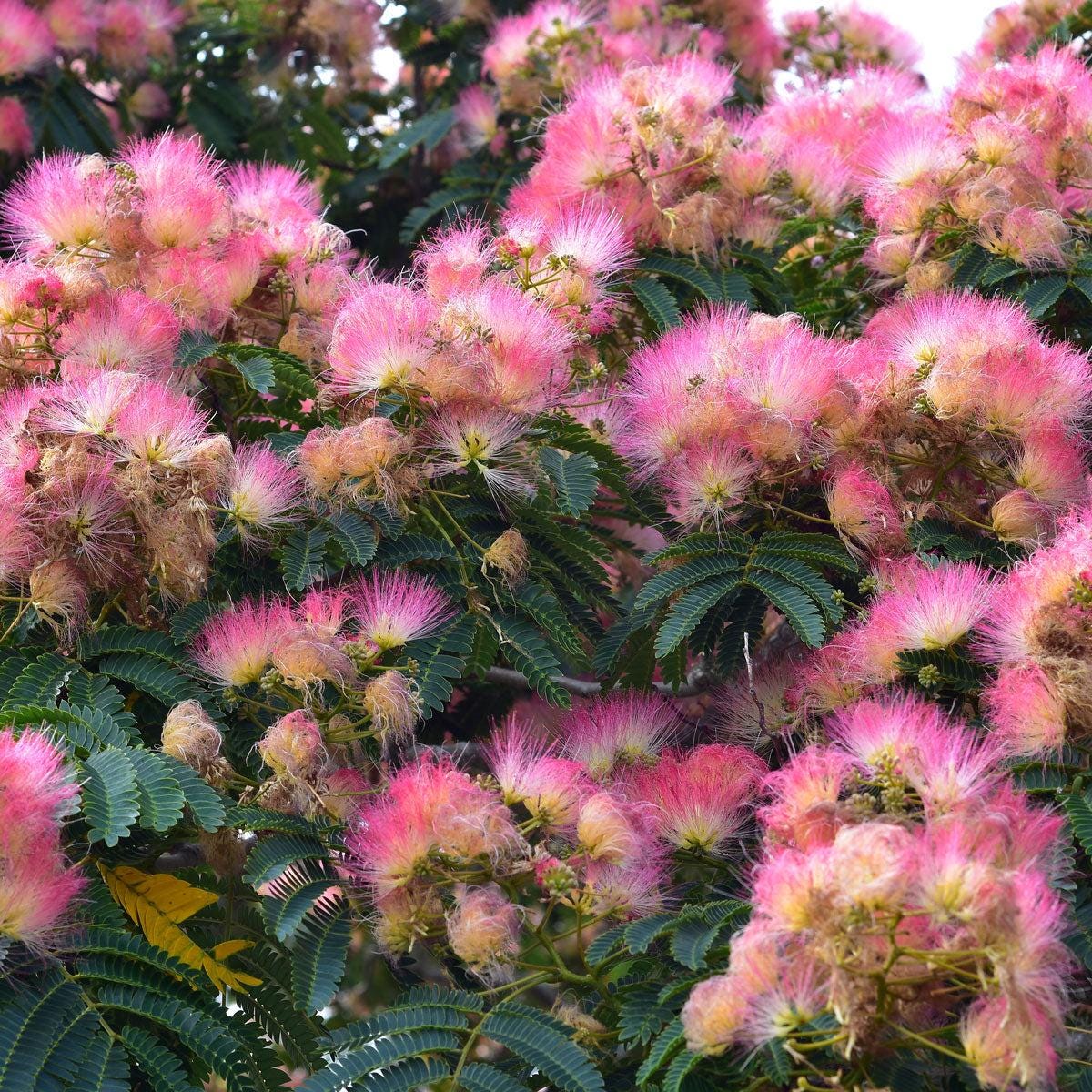 Wild Harvested Mimosa albizia Julibrissin 'tree of Happiness' Tincture ...