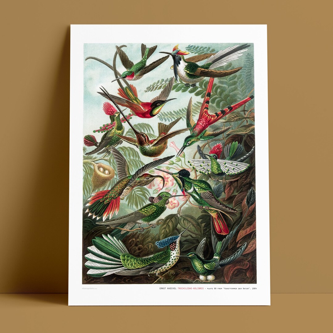 ERNST HAECKEL - Trochilidae Kolibris - Hummingbirds - Kunstformen Der ...