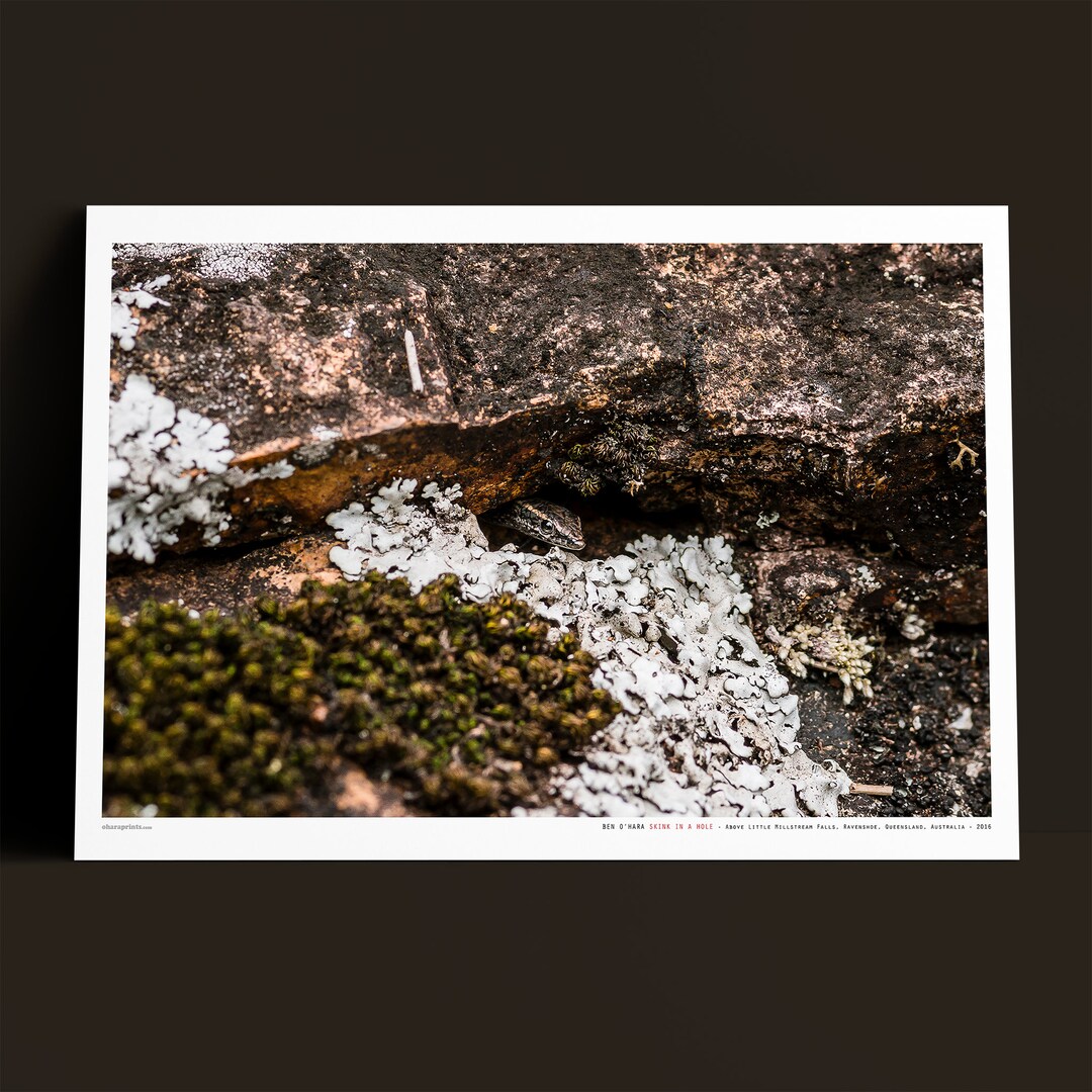 Skink in a Hole Art Print: Queensland Wildlife Photography - Etsy