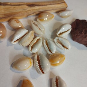 Phuket Shell Beads- Small, Medium and Large - Etsy