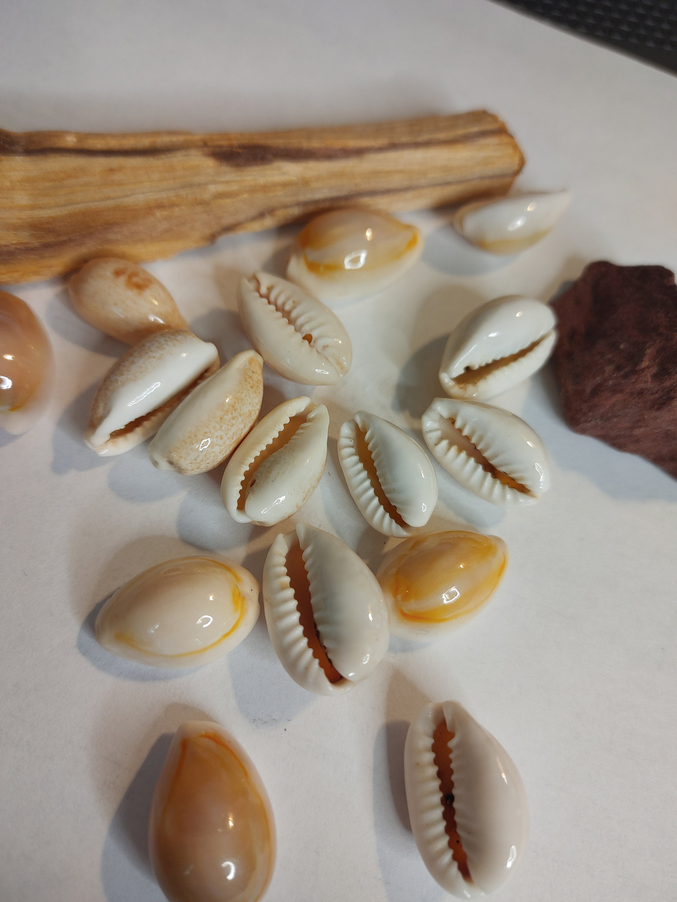 Phuket Shell Beads- Small, Medium and Large - Etsy