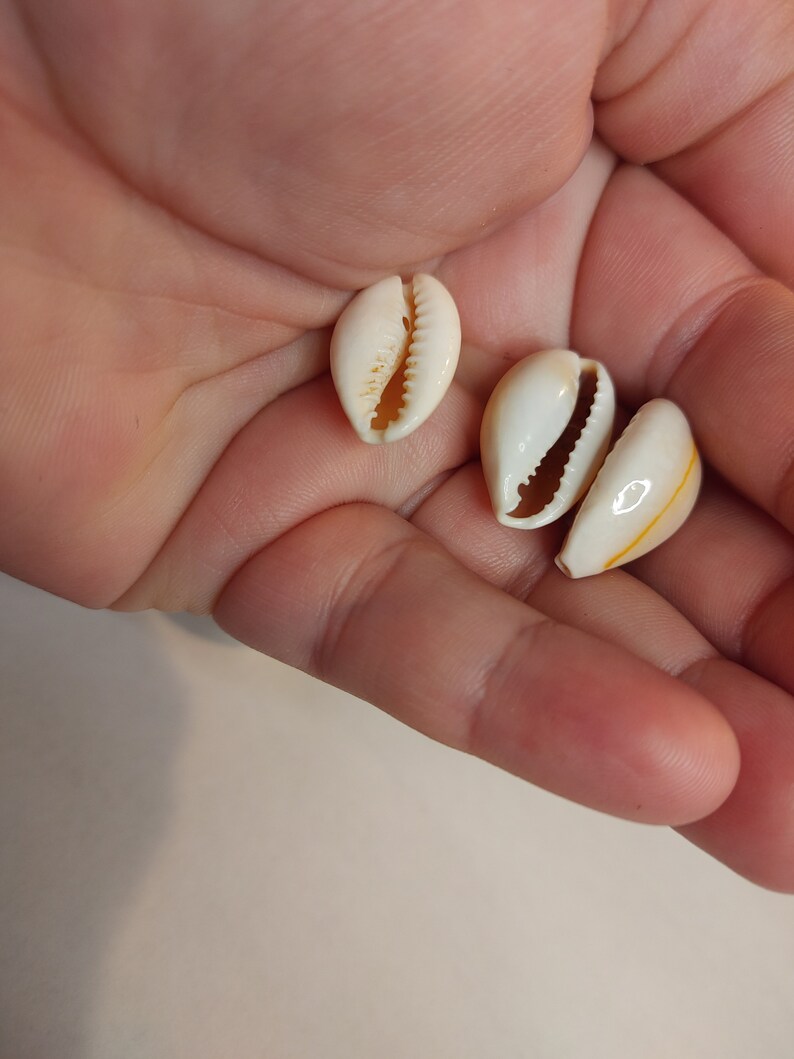 Phuket Shell Beads- Small, Medium and Large - Etsy