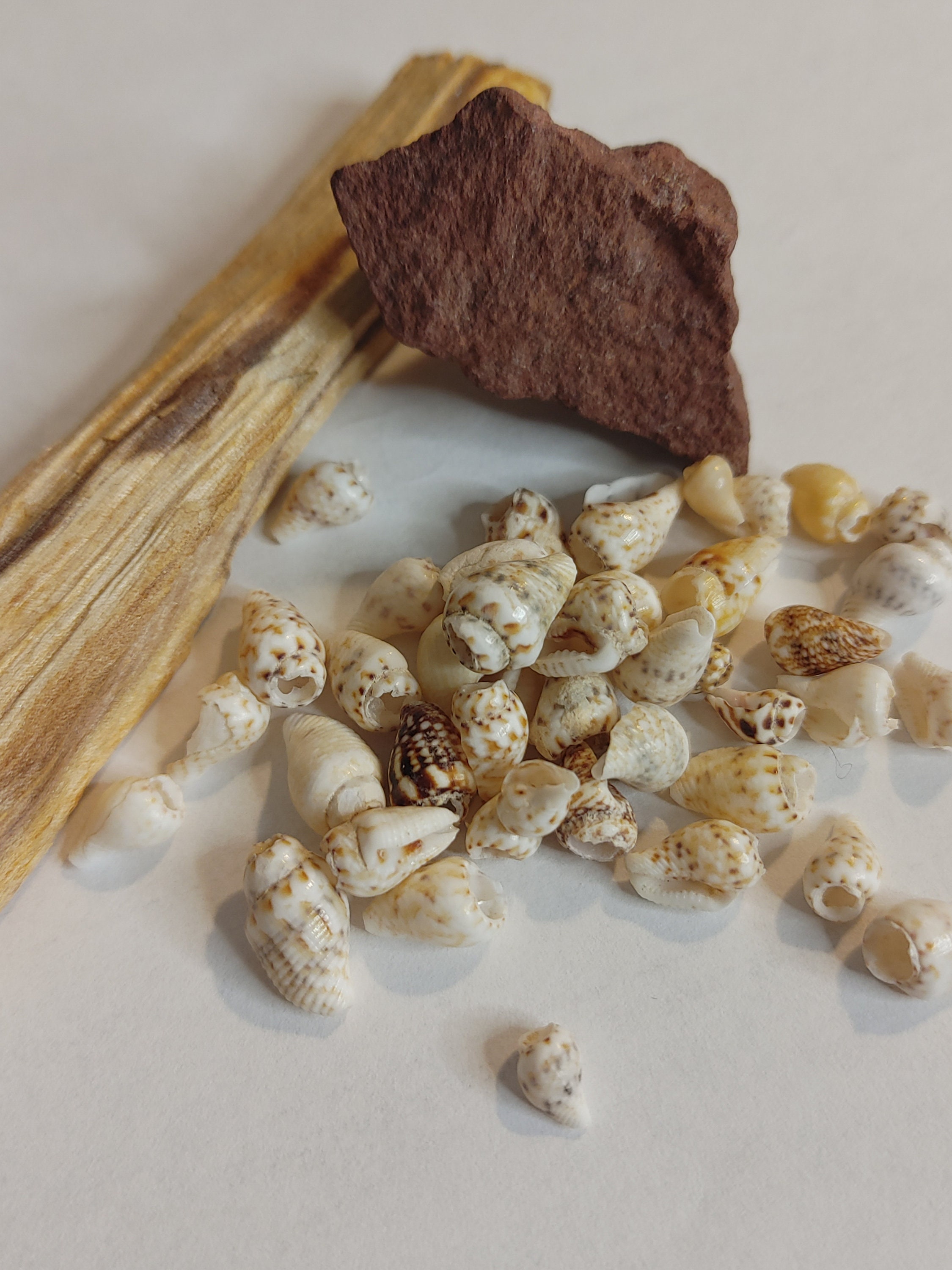 Phuket Shell Beads- Small, Medium and Large - Etsy