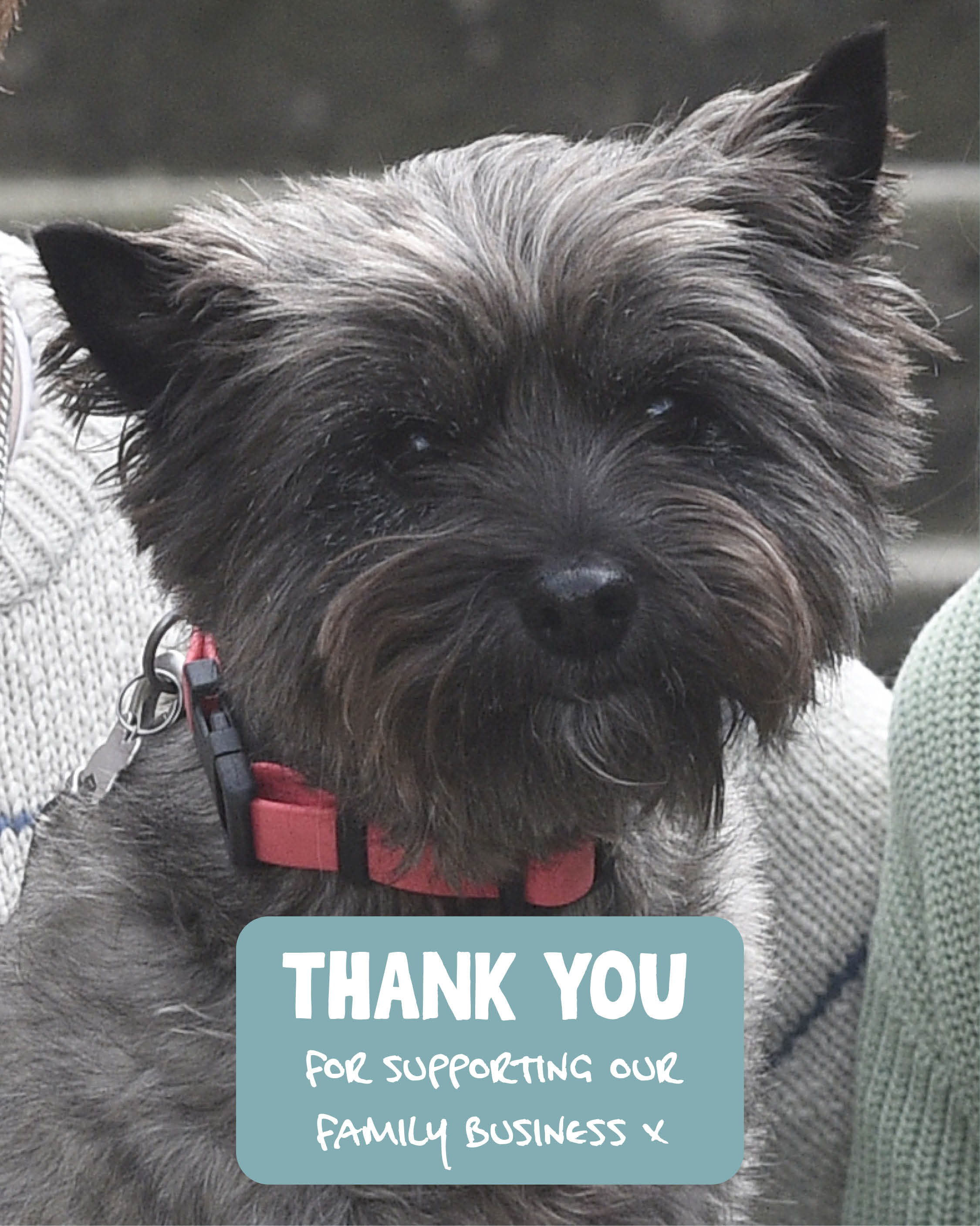 Cute Animal A6 Memo Pad - Don't Furget - Dog - Cat - Rabbit - Pets ...