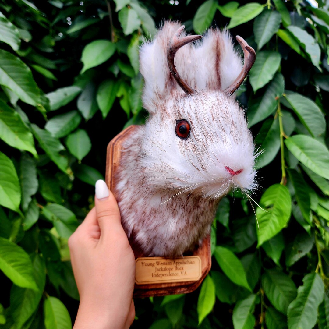 Faux Western Appalachian Jackalope Mount, Fake Taxidermy, Jackalope Art ...