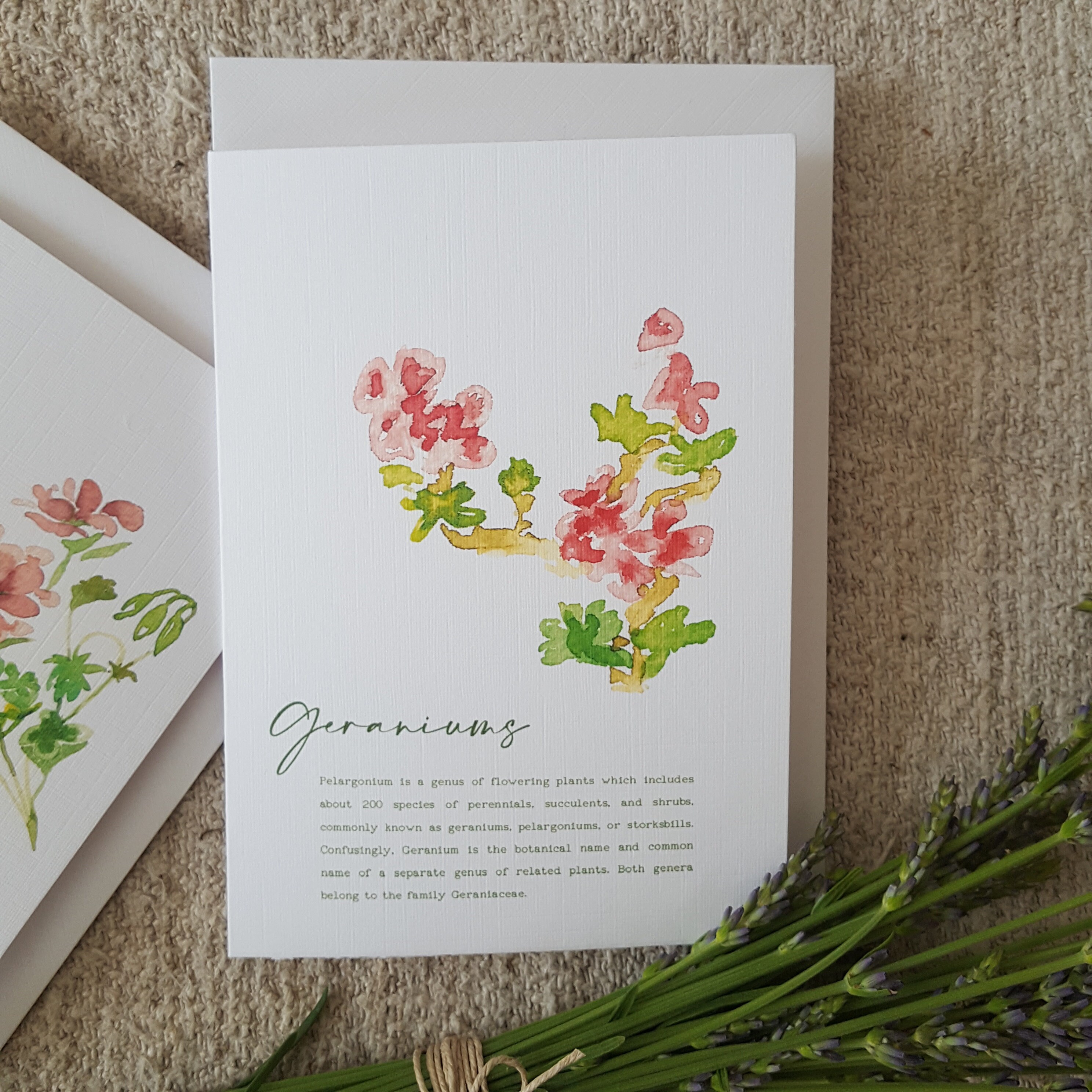 Pack of 4 Geranium cards — feather.ink