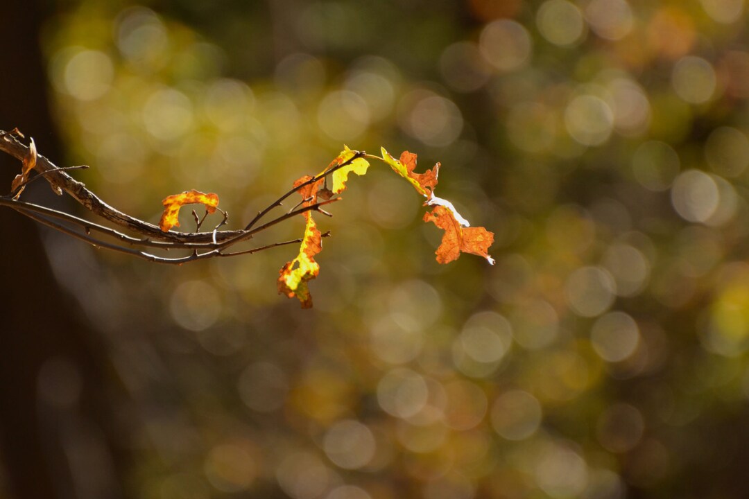 The Last of Fall - Etsy