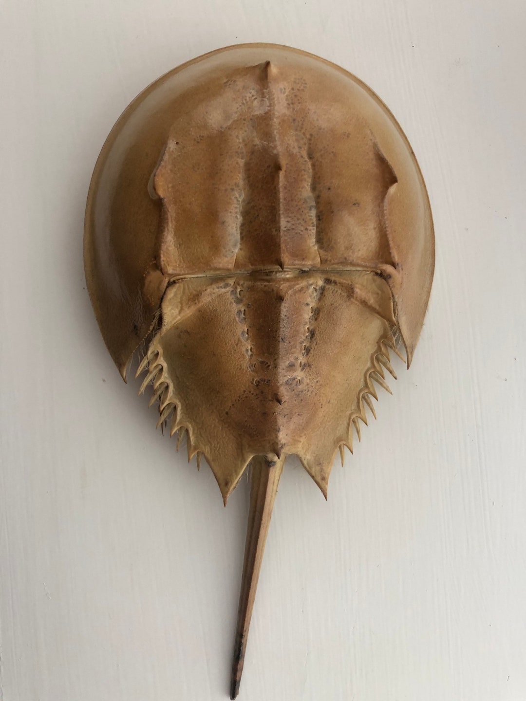 Horseshoe Molted Shell/natural Horseshoe Molt - Etsy