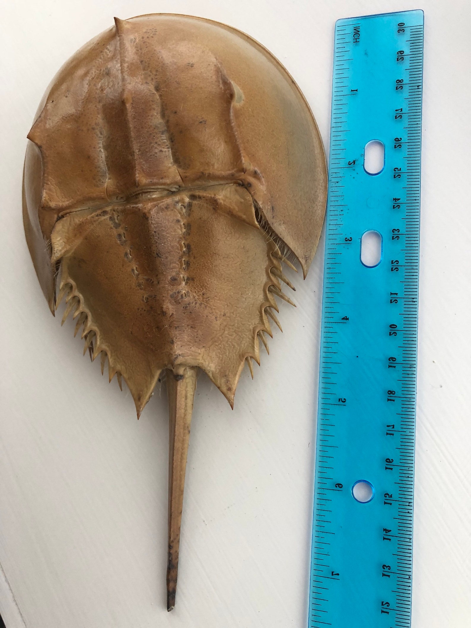 Horseshoe molted shell/Natural horseshoe molt | Etsy