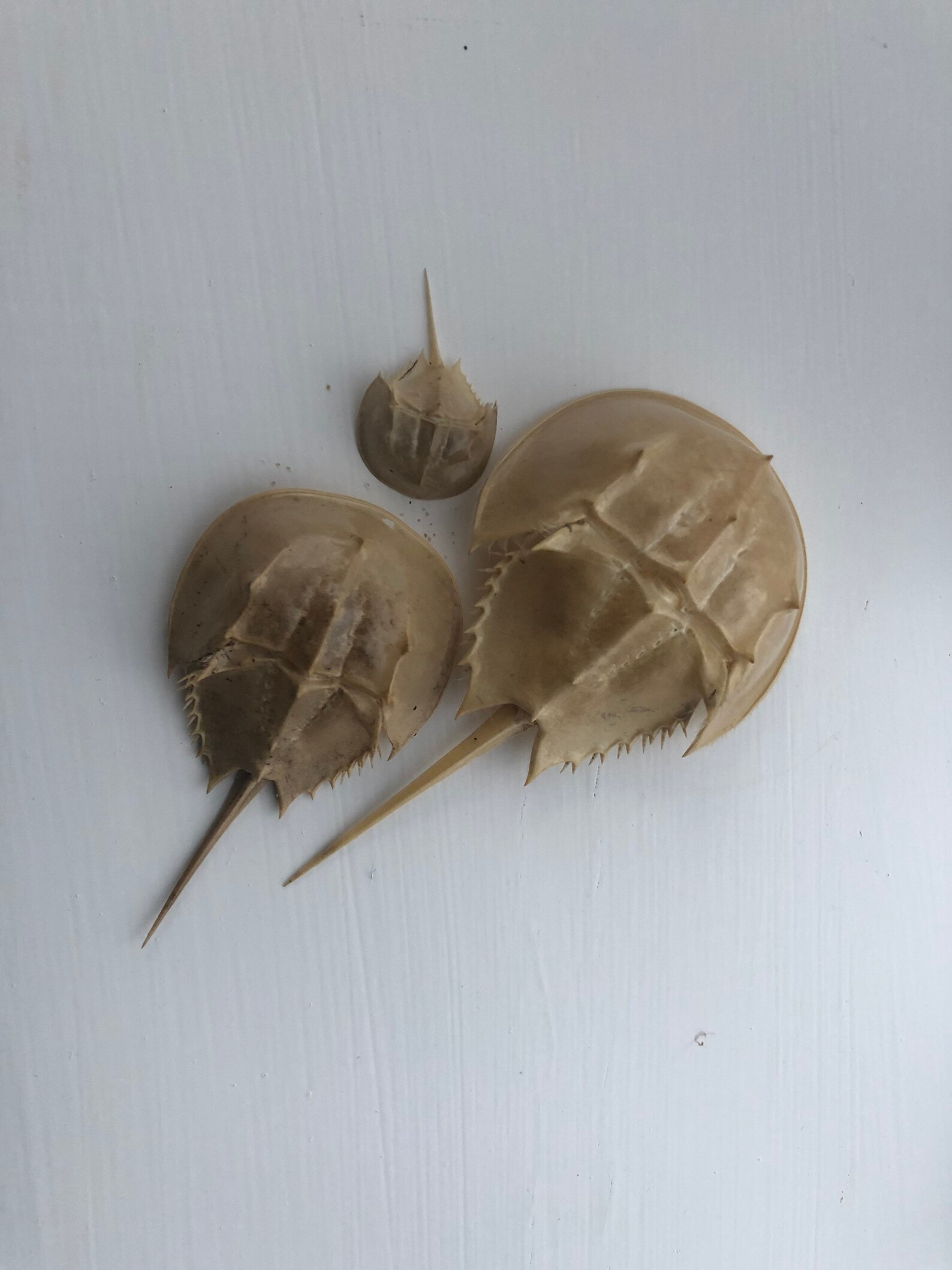 Horseshoe Crab /molted Shells/lot Natural Horseshoe Molt/tiny Horseshoe ...