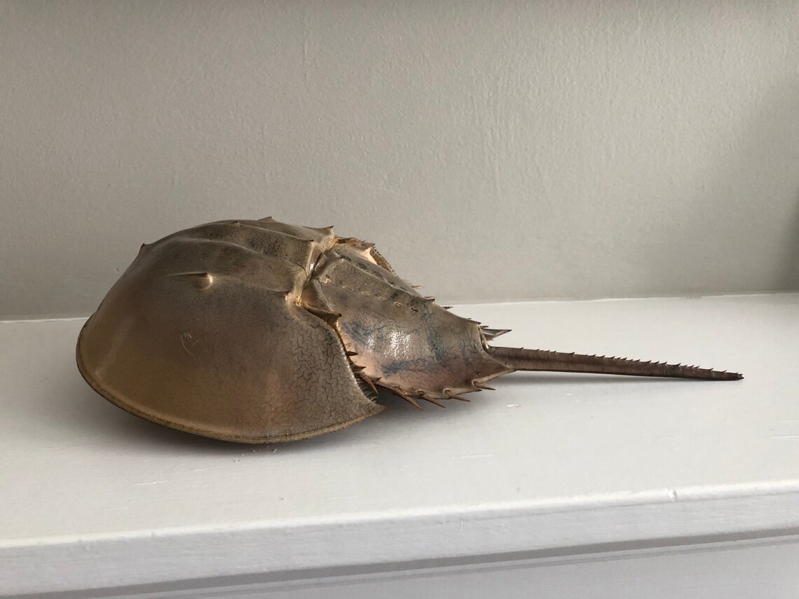 Horseshoe molted shell/Natural horseshoe molt | Etsy