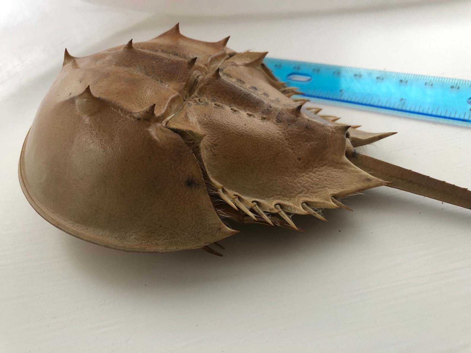 Horseshoe molted shell/Natural horseshoe molt | Etsy