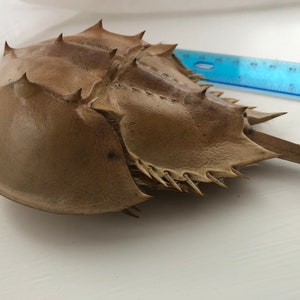 Horseshoe molted shell/Natural horseshoe molt | Etsy