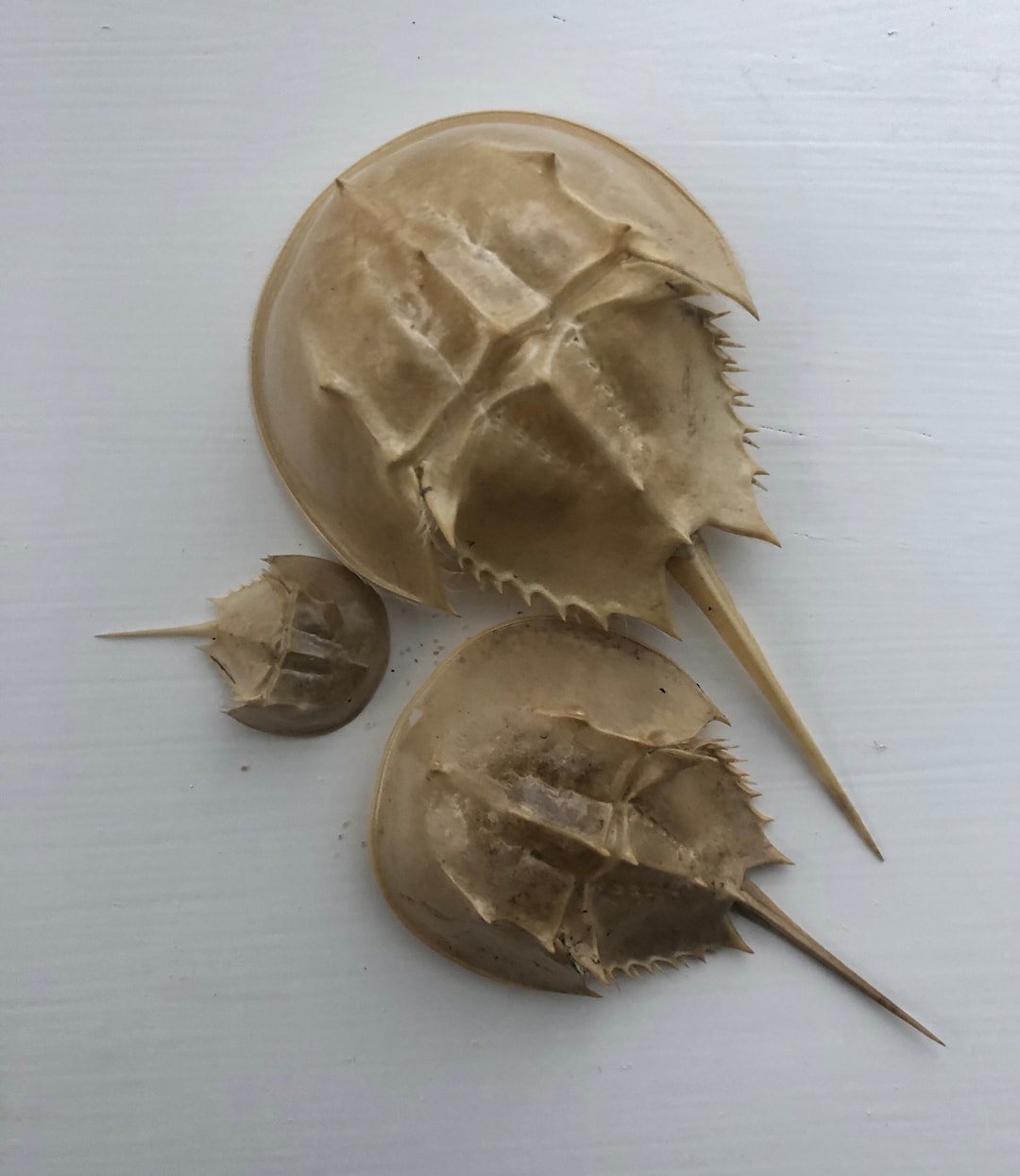 Horseshoe Crab /molted Shells/lot Natural Horseshoe Molt/tiny Horseshoe ...