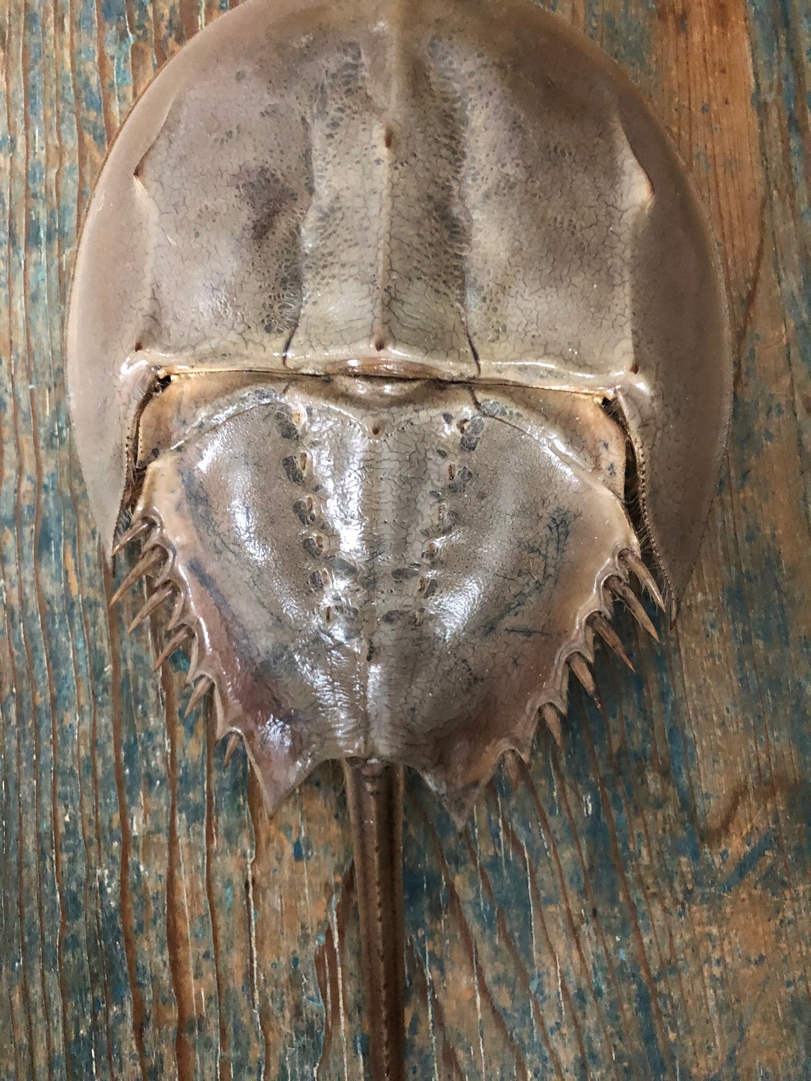 Horseshoe molted shell/Natural horseshoe molt | Etsy