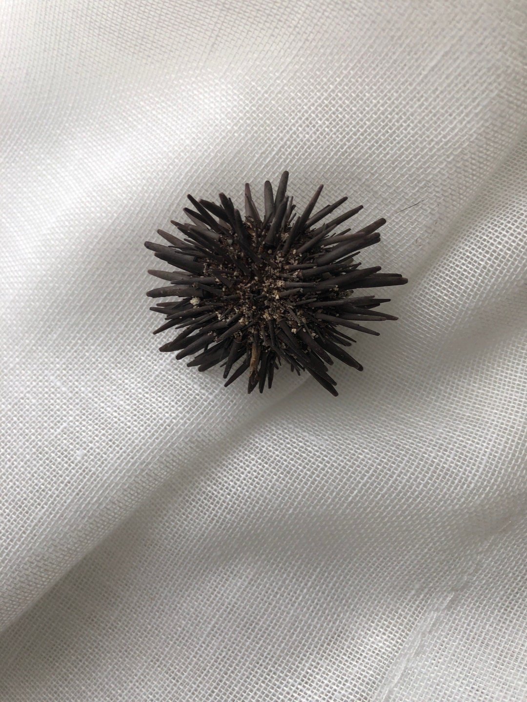 Sea Urchin/natural Tiny Sea Urchins With Spines - Etsy