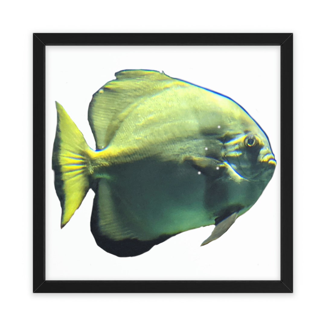 Fish Framed Poster - Etsy