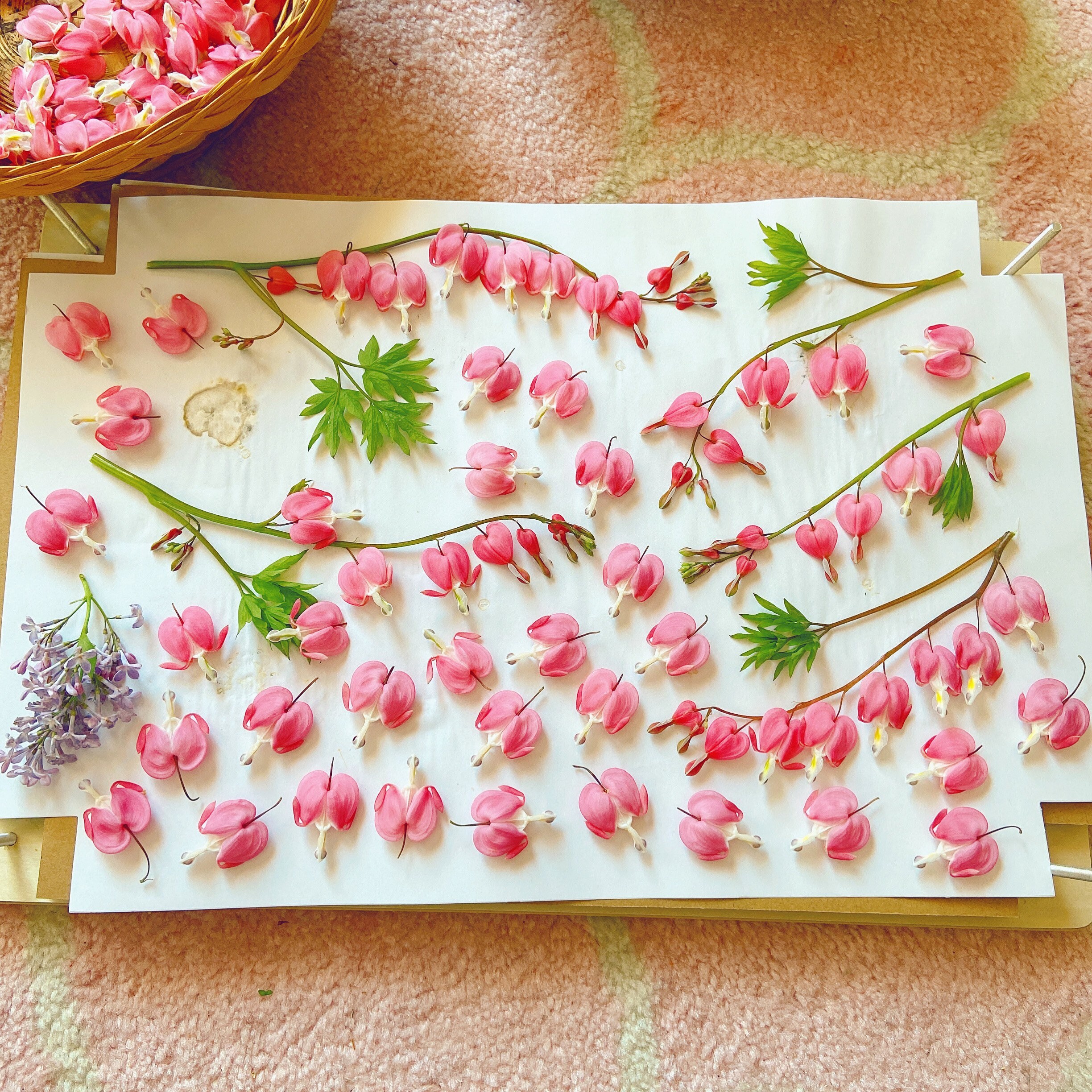 Pressed Bleeding Heart Earrings Dried Flower Handmade Resin - Etsy