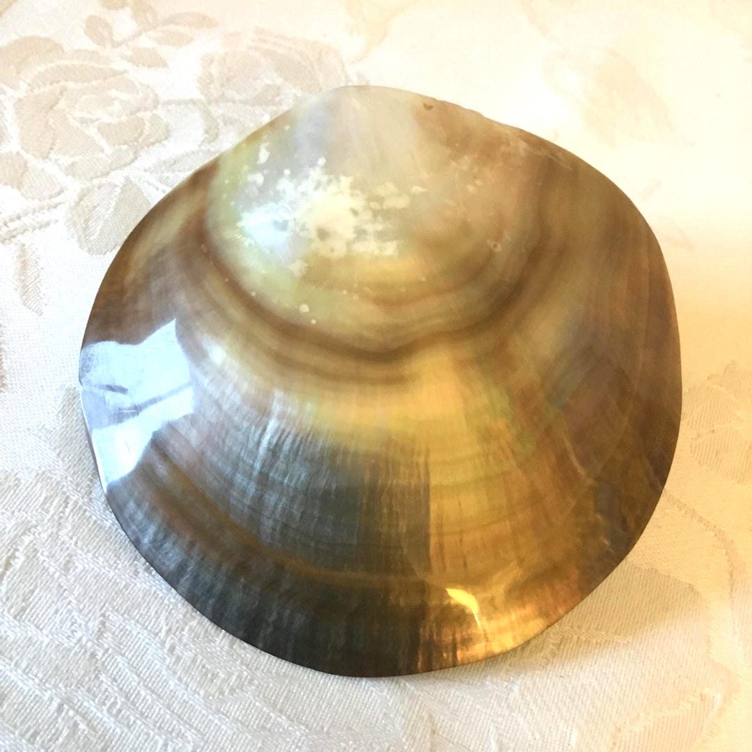 Vintage Pinctada Margaritifera 4" Black Lipped Pearl Oyster, Old Belt ...