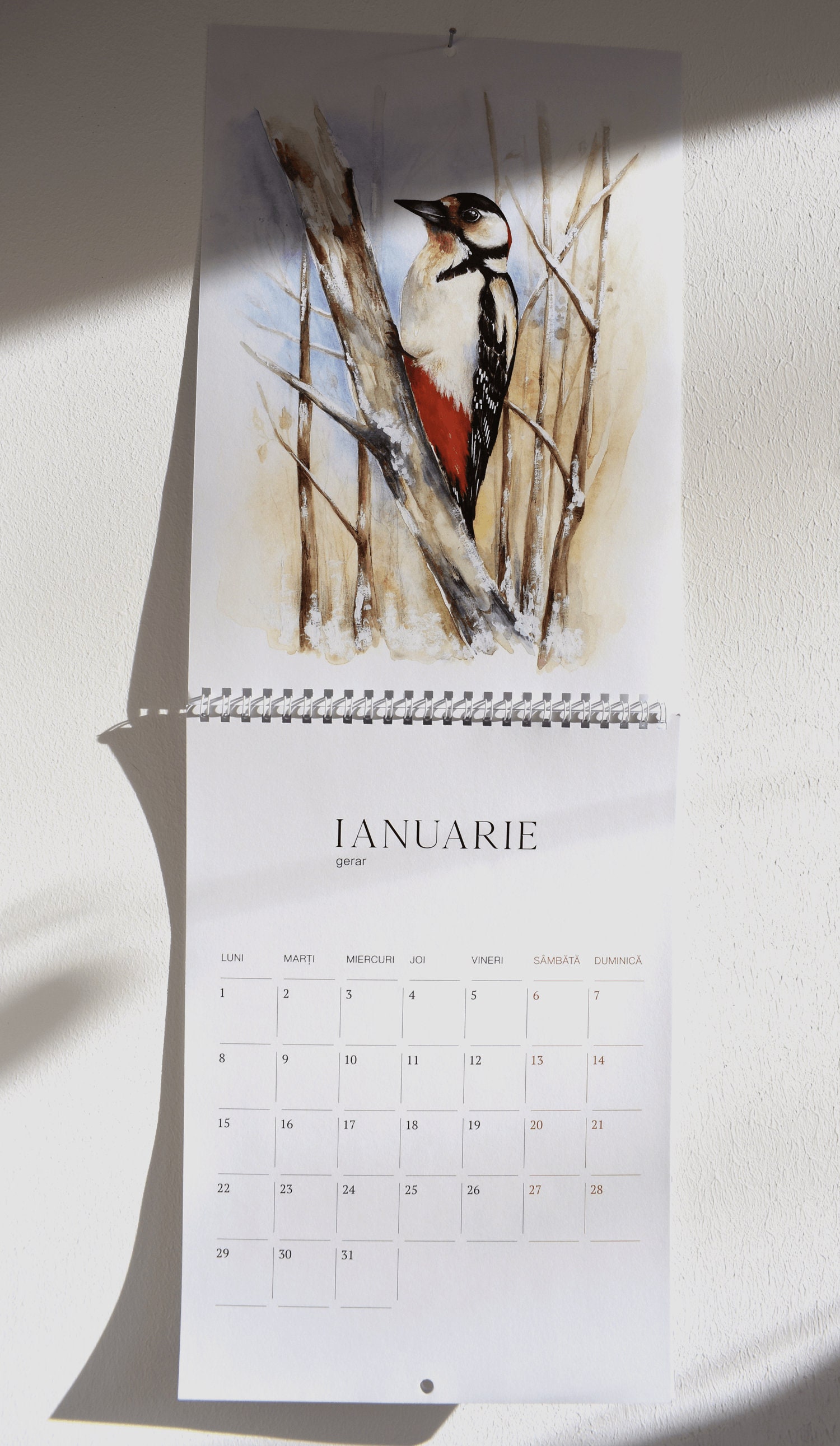 Illustrated Calendar 2024 Birds and Flora. Fine Art Calendar. Art ...