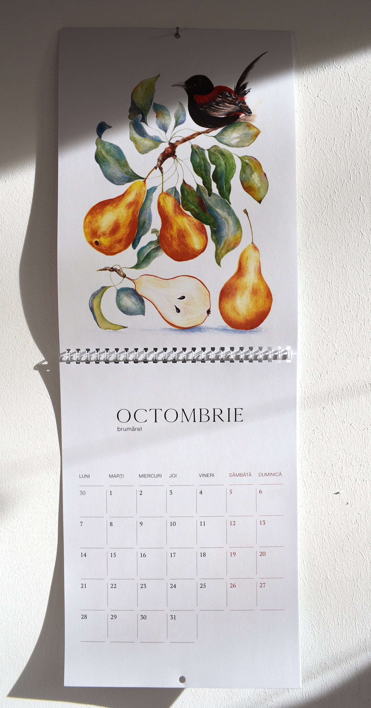 Illustrated Calendar 2024 Birds and Flora. Fine Art Calendar. Art ...