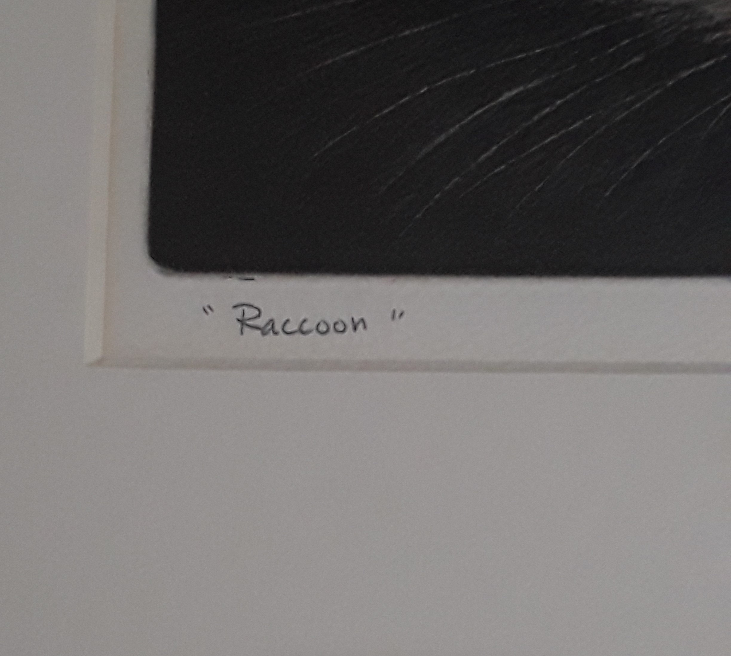 Signed Original Aquatint Etching of Raccoon, by Brown County, Indiana ...