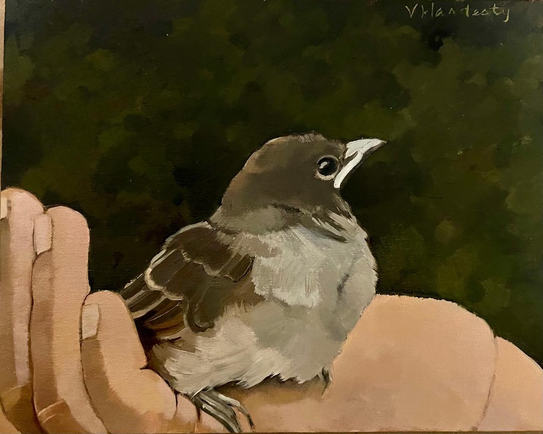 A Bird in Hand 8x10 Original Oil Painting Sparrow Art Bird Art - Etsy