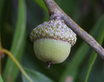 Willow oak acorns | Etsy