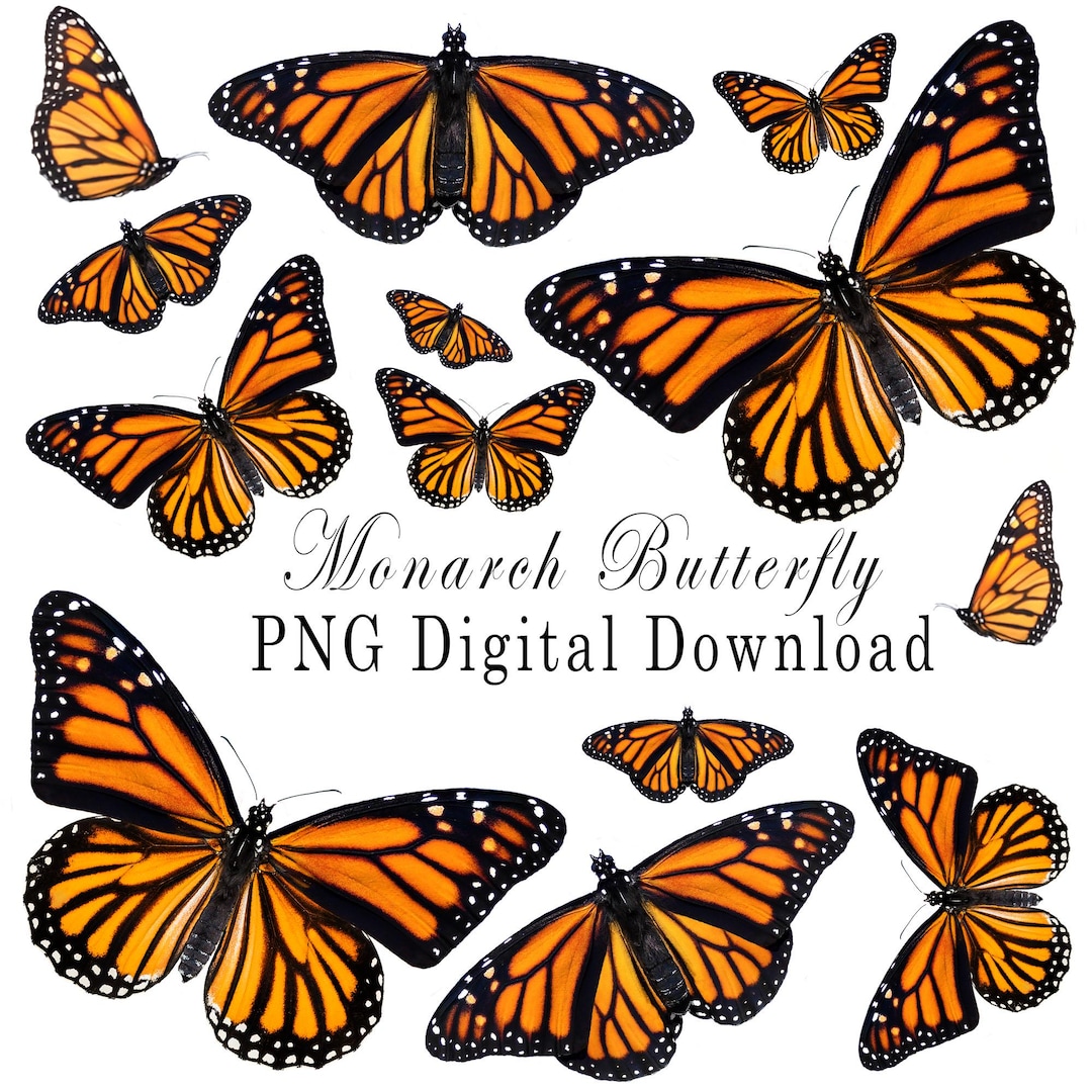 Monarch Butterfly Clipart Simple