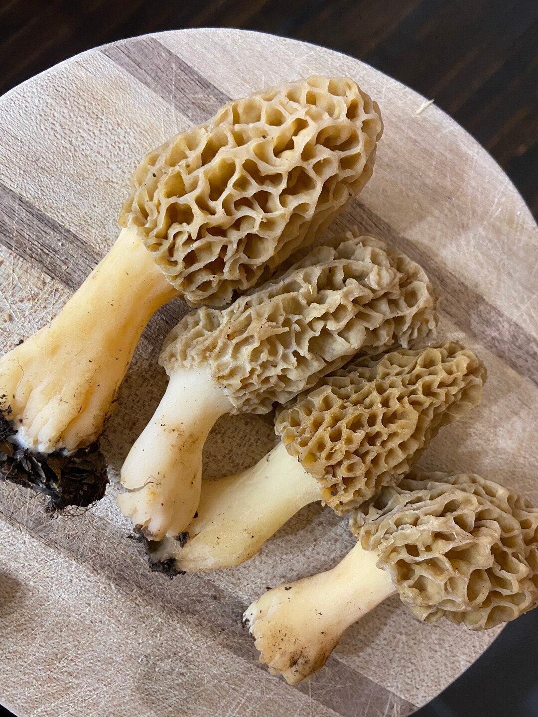 Morel Mushroom Print - Etsy