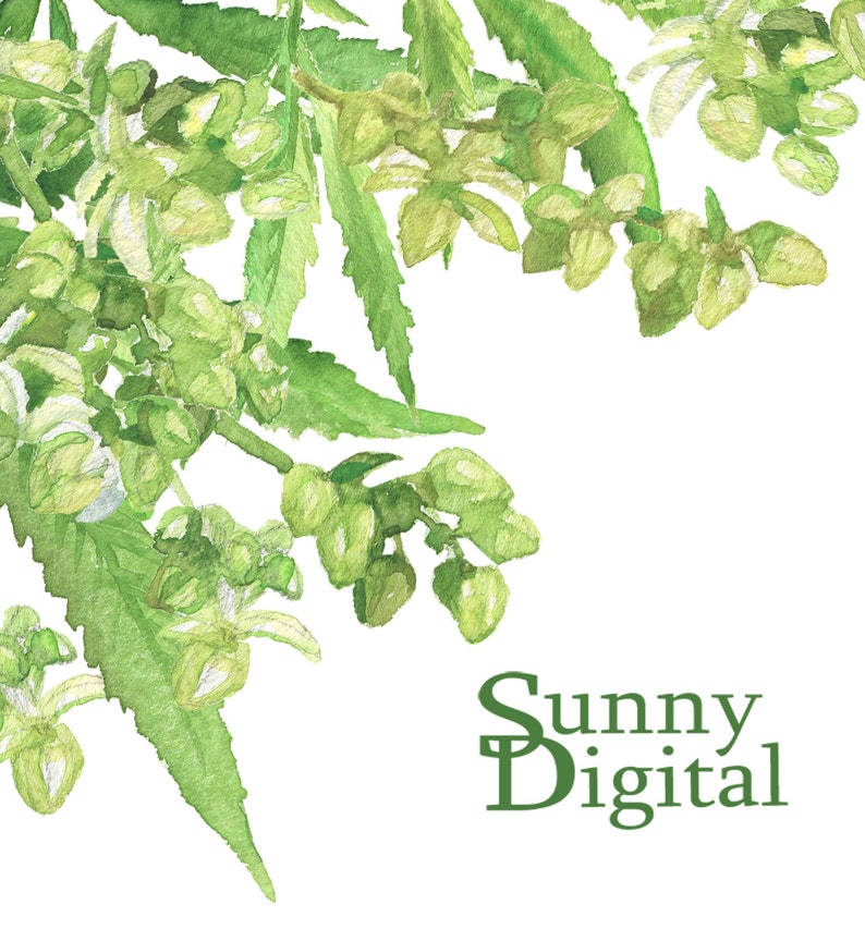 Hemp Separate Element PNG Watercolor Clipart Digital Plant Image ...