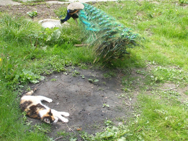 PEACOCK FEATHER TICKLER Interactive Cat Toy Long Cat Toy | Etsy