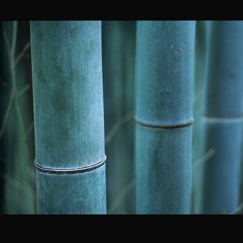 Blue Bamboo Plant - Etsy