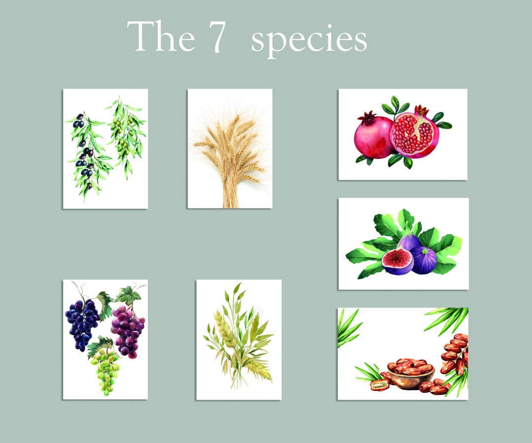 The Seven Species, Set 7 Prints,instant Print for Your Sukkah , Hebrew ...